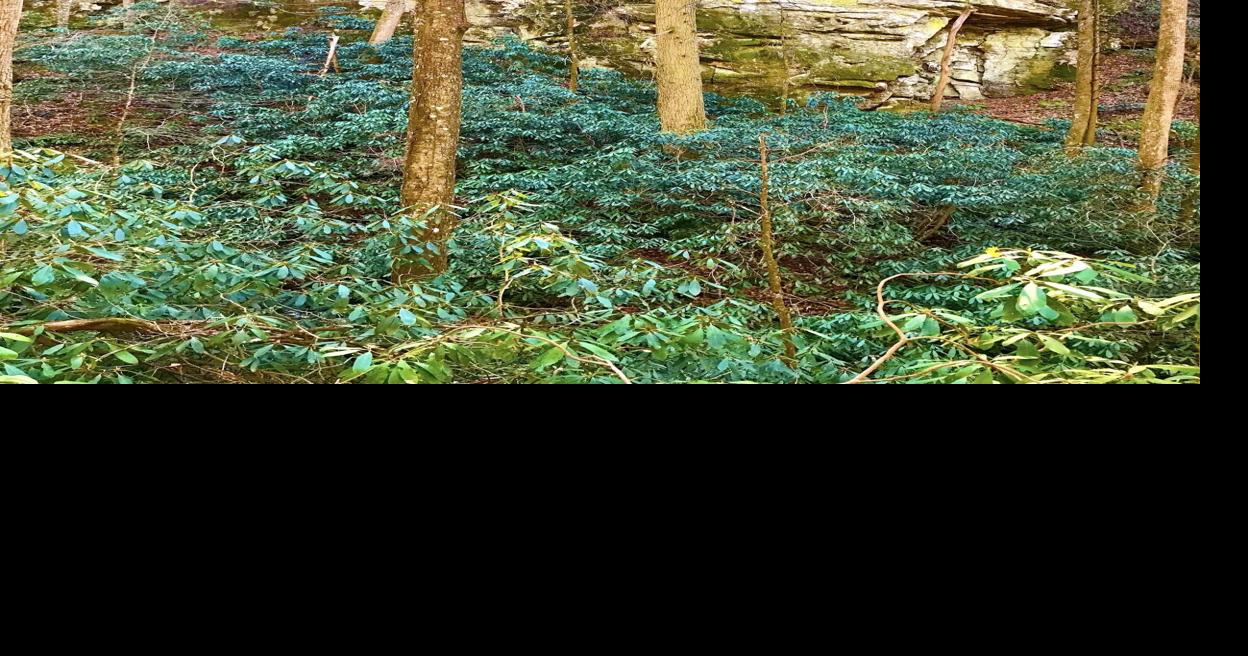 Winter green | Opinion | themountainpress.com