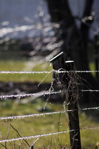 PHOTOS: Icing the landscape | Local News | thenewsenterprise.com