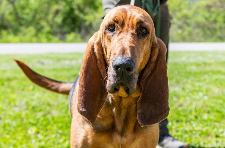 Search and rescue groups train together for favorable outcomes | Local ...