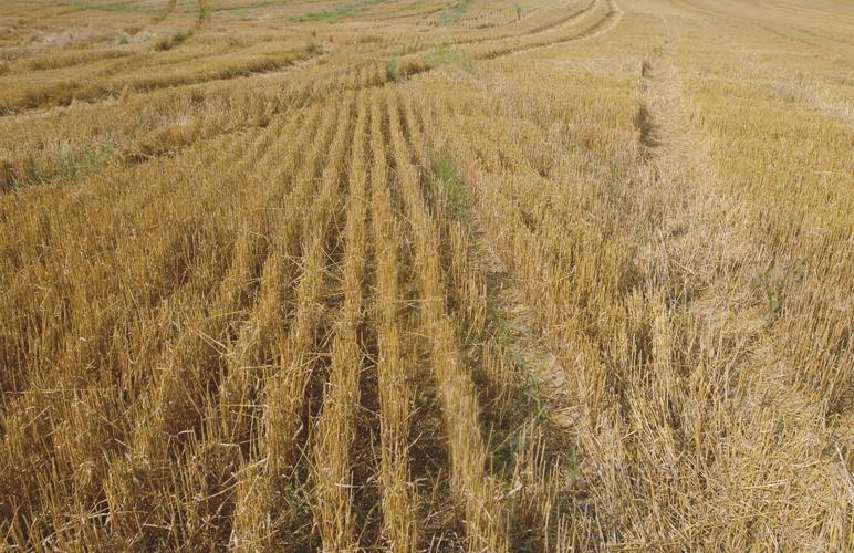 Photos: Reaping what was sown | News | thenewsenterprise.com