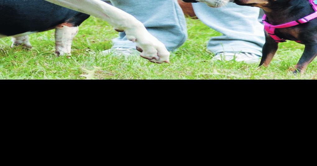 Churches hold animal blessing ceremonies | News | thenewsenterprise.com