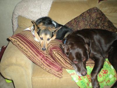 Living under dog rule | Pulse | thenewsenterprise.com
