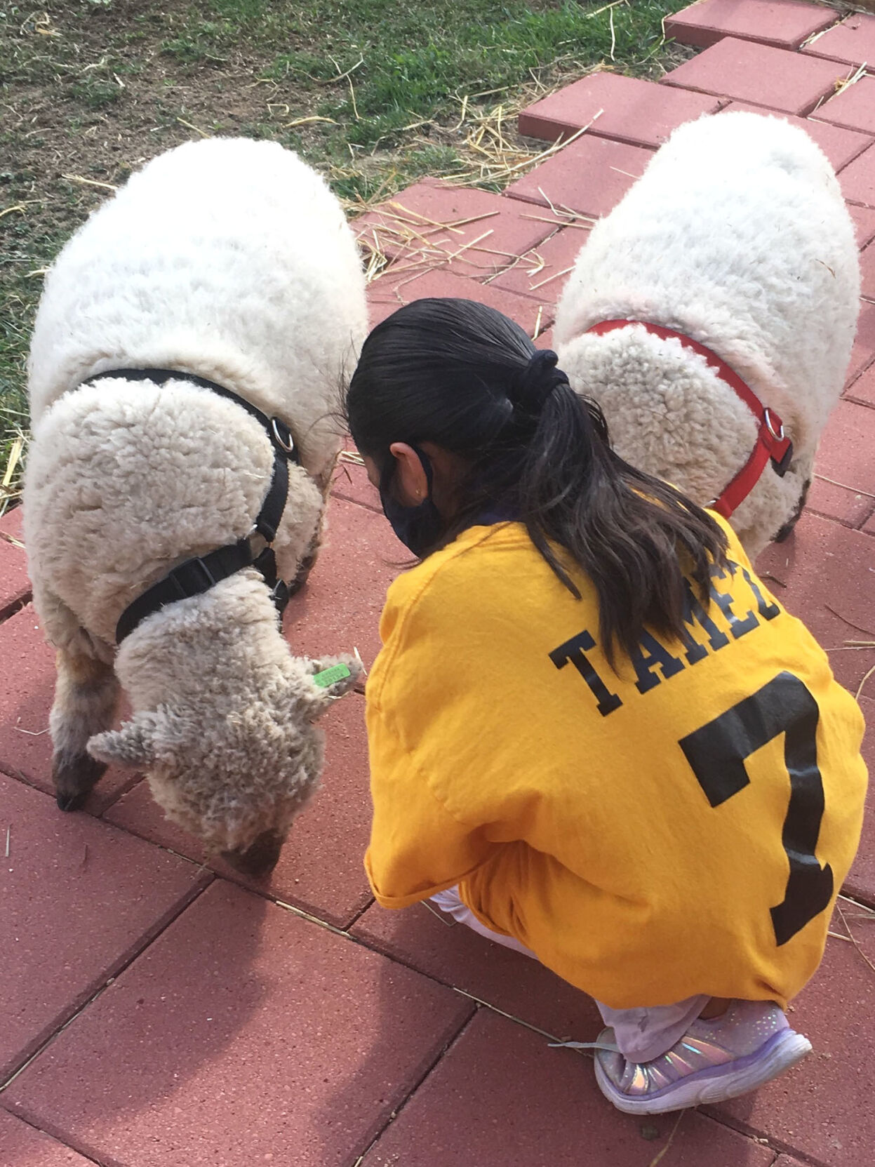 St. James adds sheep to outdoor classroom | Education ...