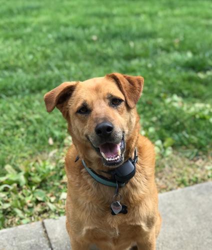 Faces & Places: Reader-submitted photos of their dogs | Local News ...