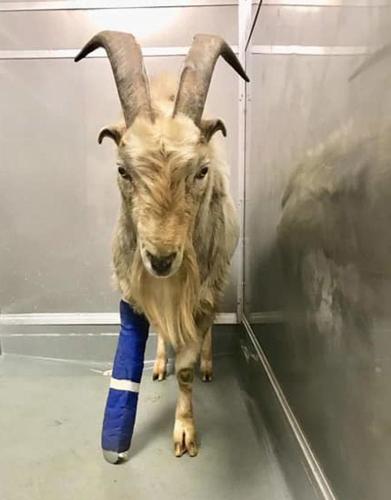 Famed I-65 goat finds love, family at sanctuary that cares for him ...