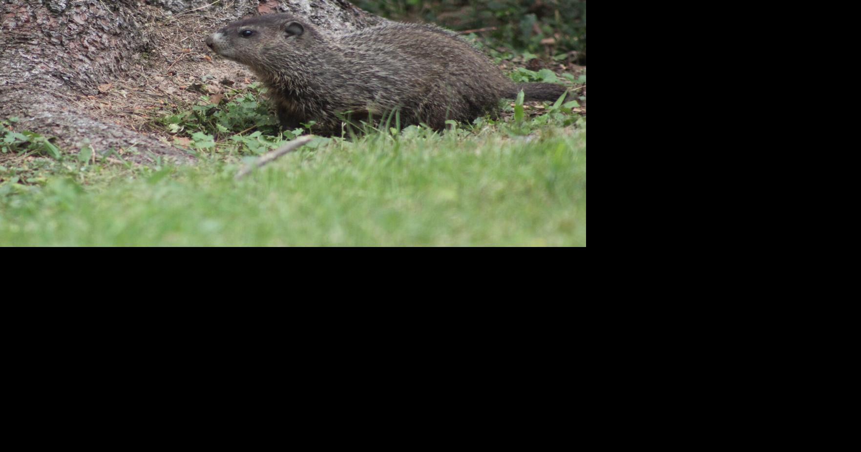 Moseying along | Local News | thenewsenterprise.com