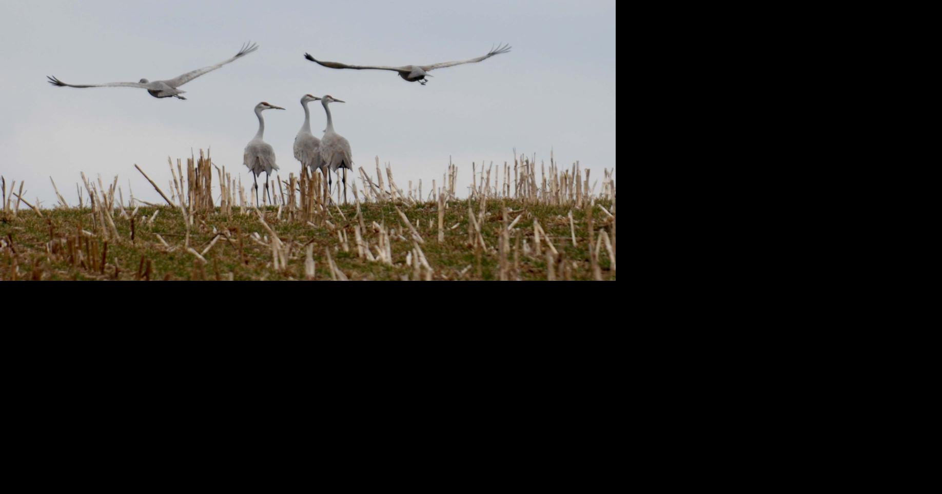Sandhill cranes challenge Kentucky hunters | Local News ...
