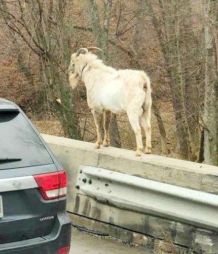 Famed I-65 goat finds love, family at sanctuary that cares for him ...