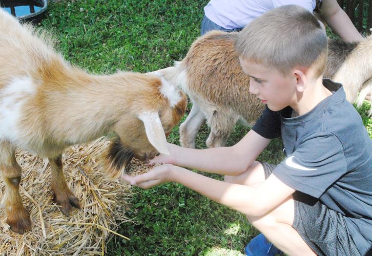 An udderly fun-tastic time | Local News | thenewsenterprise.com