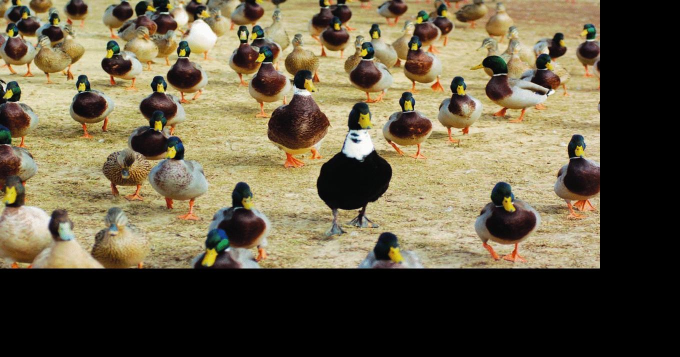 Photo: A bunch of cold quackers | News | thenewsenterprise.com