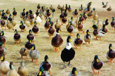 Photo: A bunch of cold quackers | News | thenewsenterprise.com