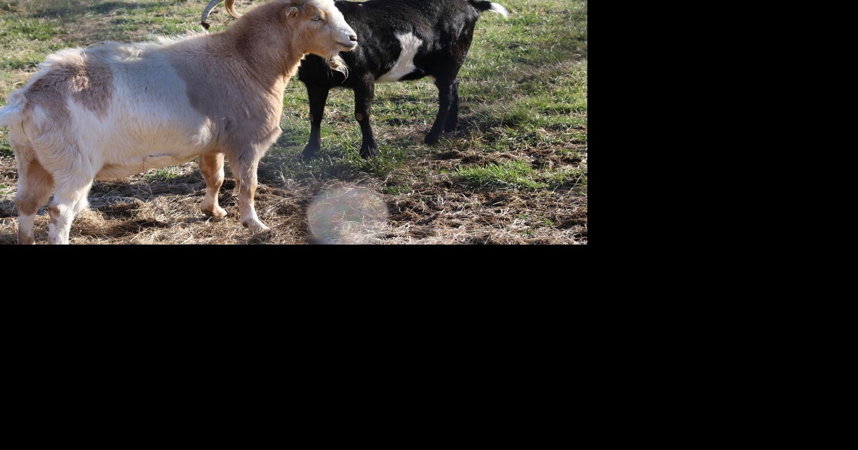 Famed I-65 goat finds love, family at sanctuary that cares for him ...