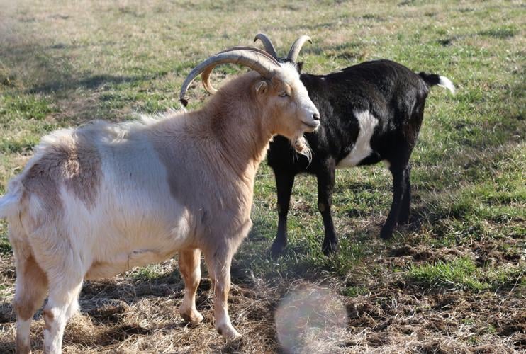 Famed I-65 goat finds love, family at sanctuary that cares for him ...