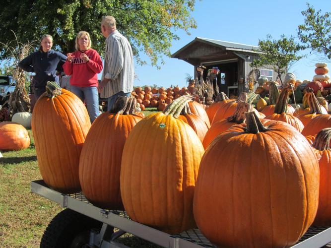 Patches of pumpkins: Local farms, businesses provide variety, family ...