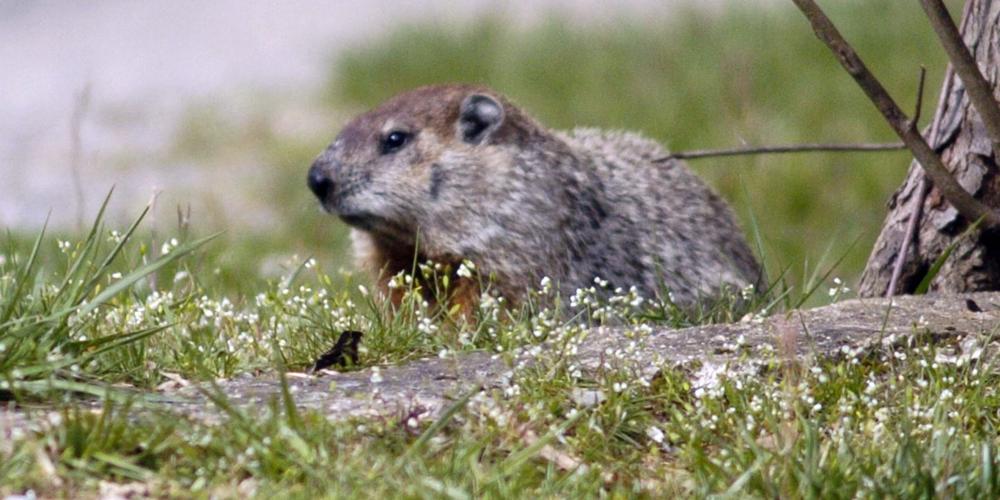 Faces & Places: Saunders Spring sights | Local News | thenewsenterprise.com