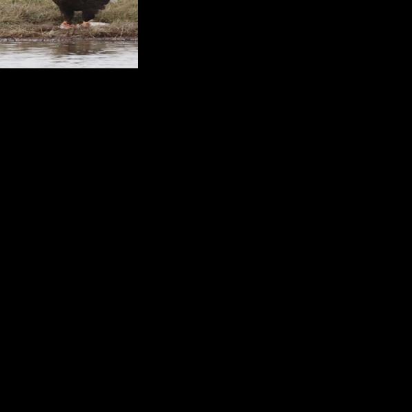 Bald eagle sighted in Buffalo | Local News | thenewsenterprise.com