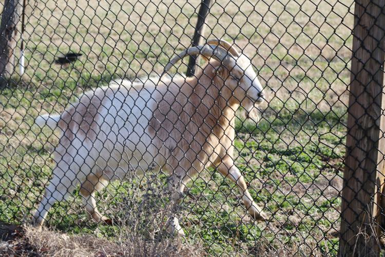 Famed I-65 goat finds love, family at sanctuary that cares for him ...