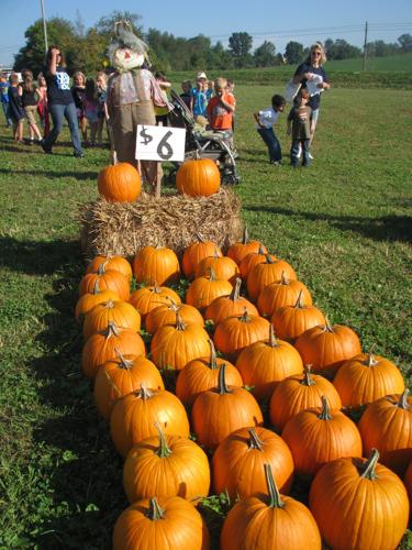 Patches of pumpkins: Local farms, businesses provide variety, family ...