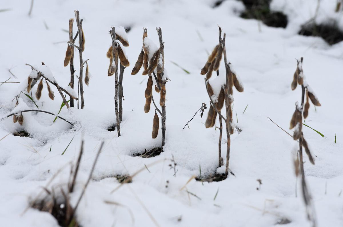 combining corn in snow