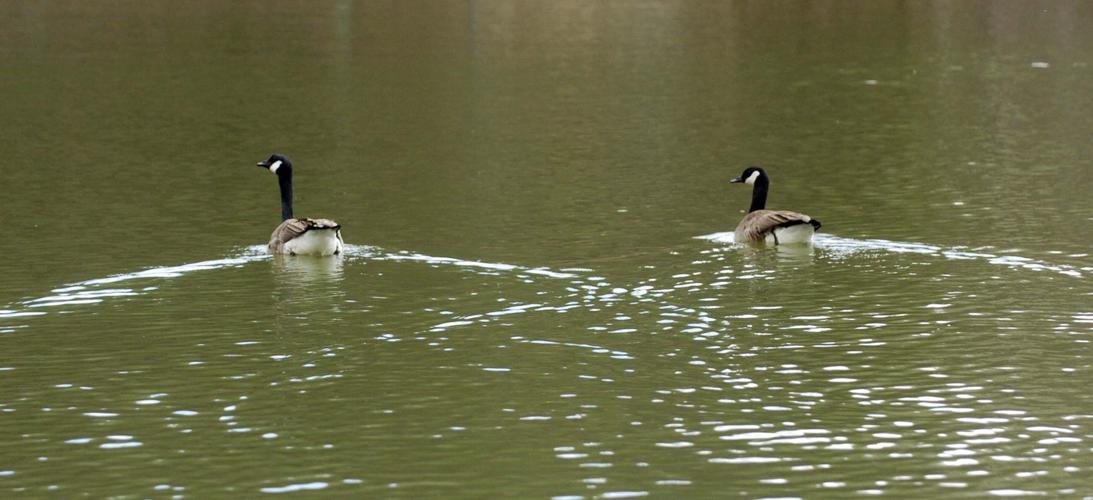 Faces & Places: Saunders Spring sights | Local News | thenewsenterprise.com