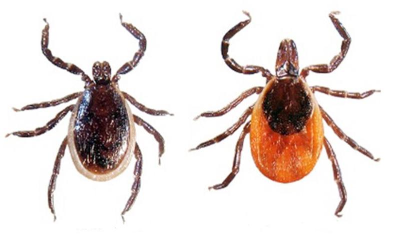 Tick season: How to keep yourself safe | News Alert | thenewsenterprise.com