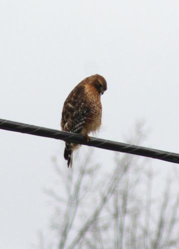 Watching like a hawk | Local News | thenewsenterprise.com