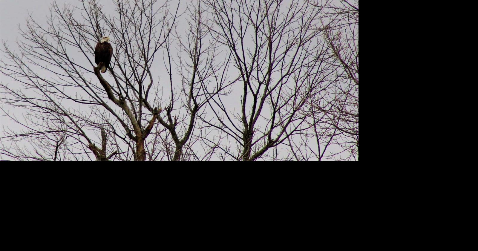An eagle-eye view | Local News | thenewsenterprise.com