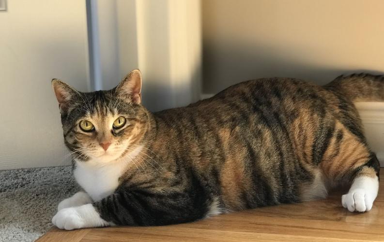 Faces & Places: Reader-submitted photos of their cats | Local News ...