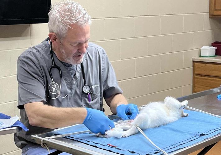 Programs, shelter seek to control community cats | Local News ...