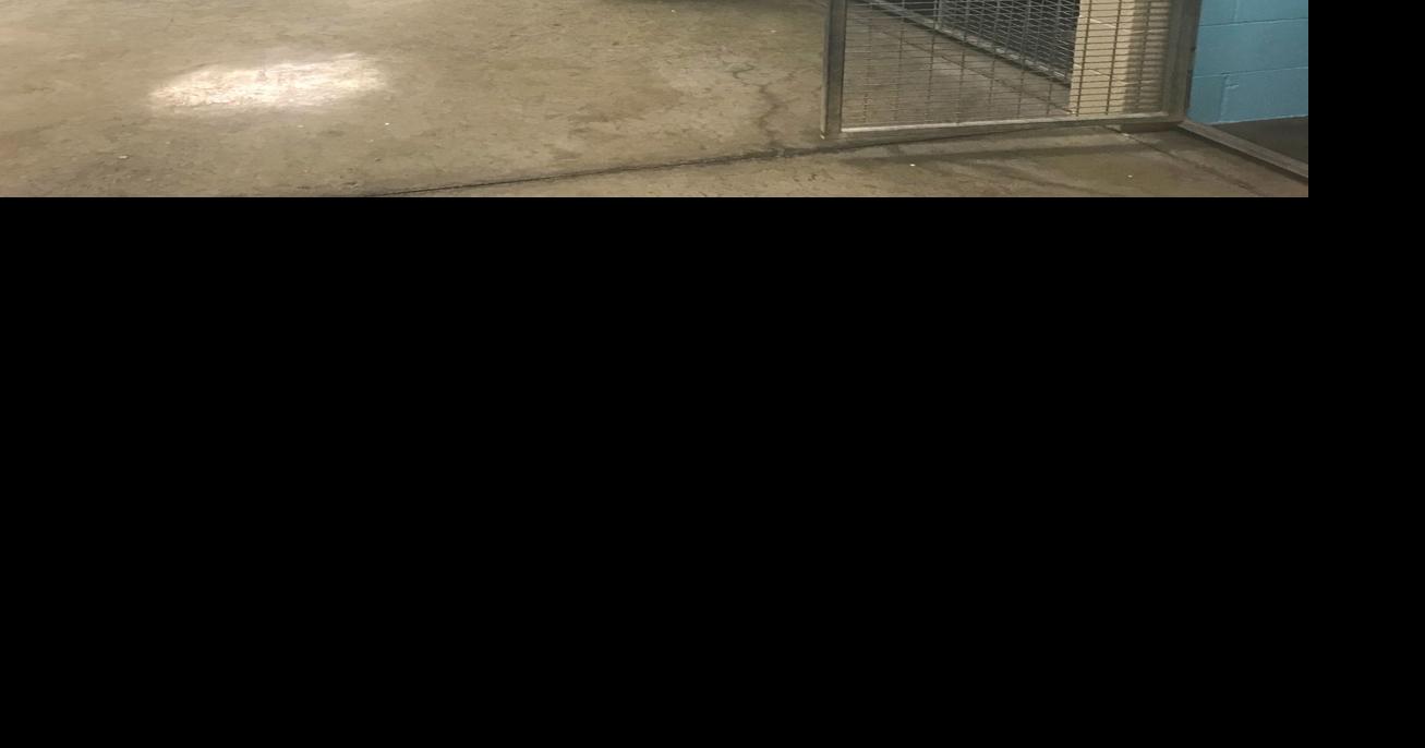 Animal shelter continues to care through closure | News Alert ...