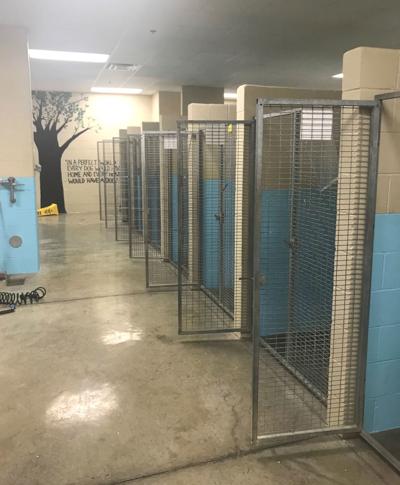 Animal shelter continues to care through closure | News Alert ...