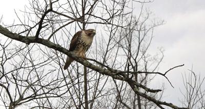 Watching like a hawk | Local News | thenewsenterprise.com