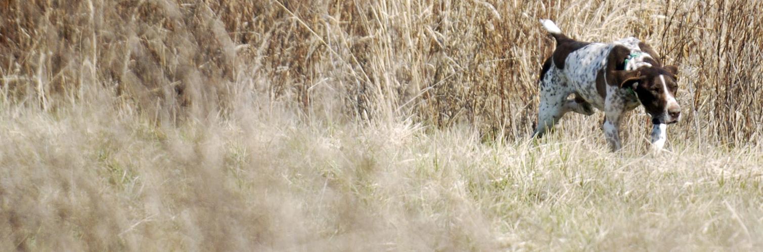 FACES & PLACES - On the quail trail | Local News | thenewsenterprise.com