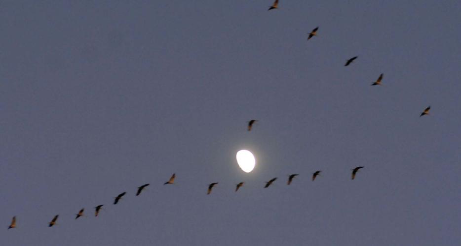 Sandhill cranes challenge Kentucky hunters | Local News ...