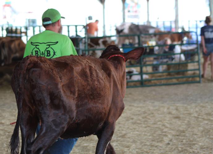 Families show cattle at Hardin County Fair | Local News ...