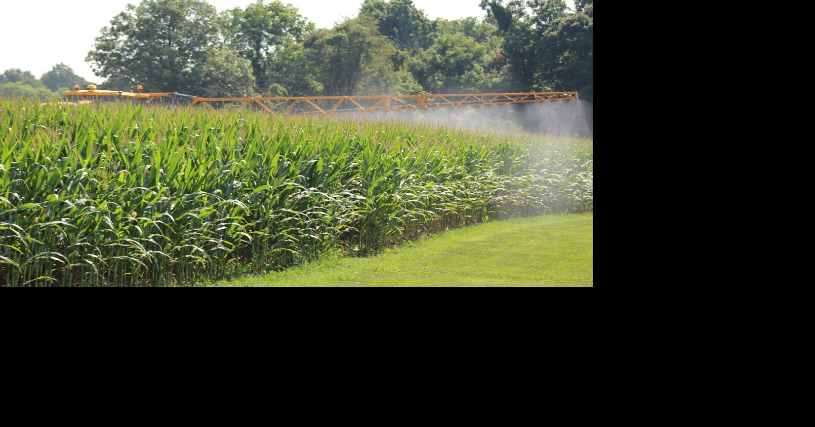 Farmers work to protect corn fields from southern rust | Local News ...