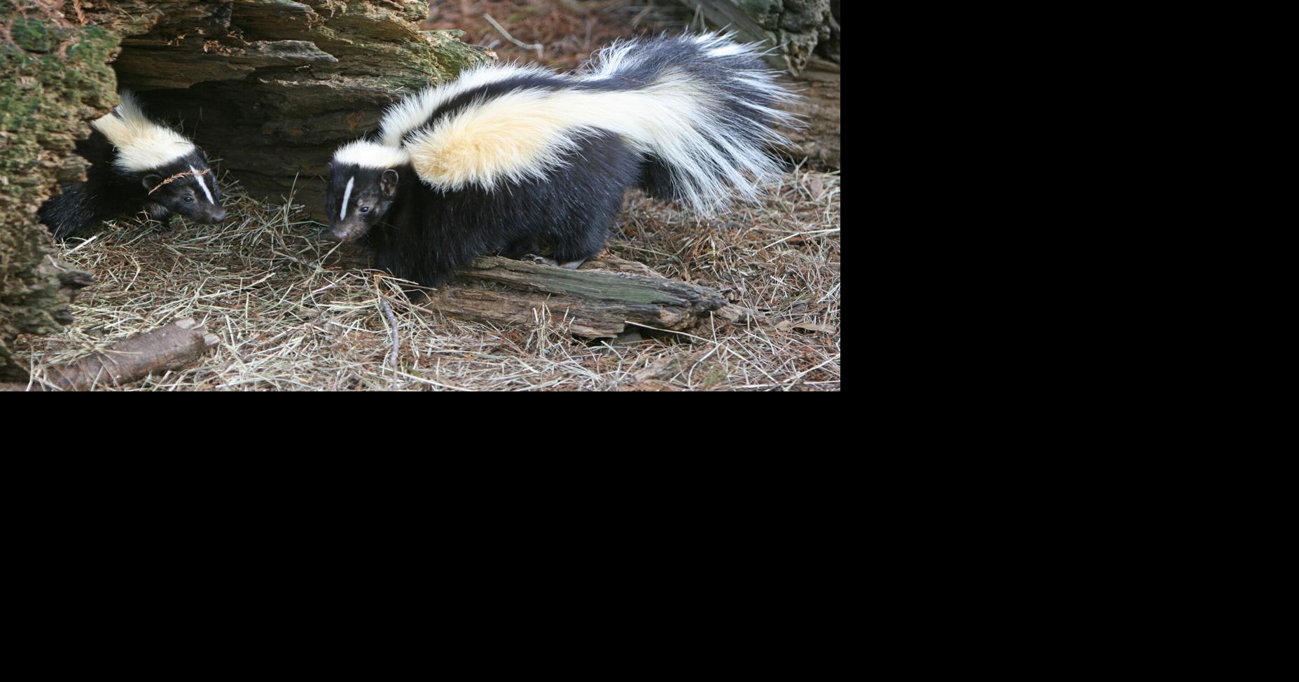 Smells like February around here | Business | thenewsenterprise.com