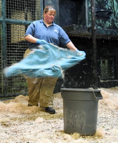FACES & PLACES: Caring for gorillas | Local News | thenewsenterprise.com