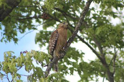 Raptor in a tree | Local News | thenewsenterprise.com