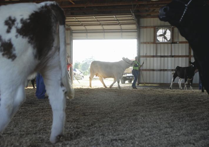 Cattle show ropes in a range of contestants | News | thenewsenterprise.com