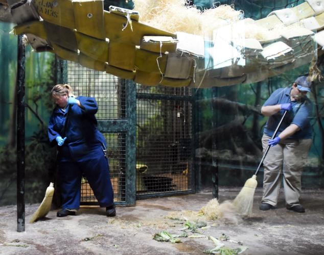 FACES & PLACES: Caring for gorillas | Local News | thenewsenterprise.com
