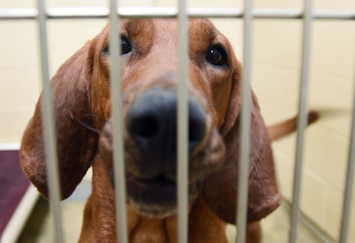 Local dogs seek forever homes | Local News | thenewsenterprise.com