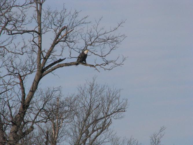 Resident eagles flourish in Kentucky | Local News | thenewsenterprise.com