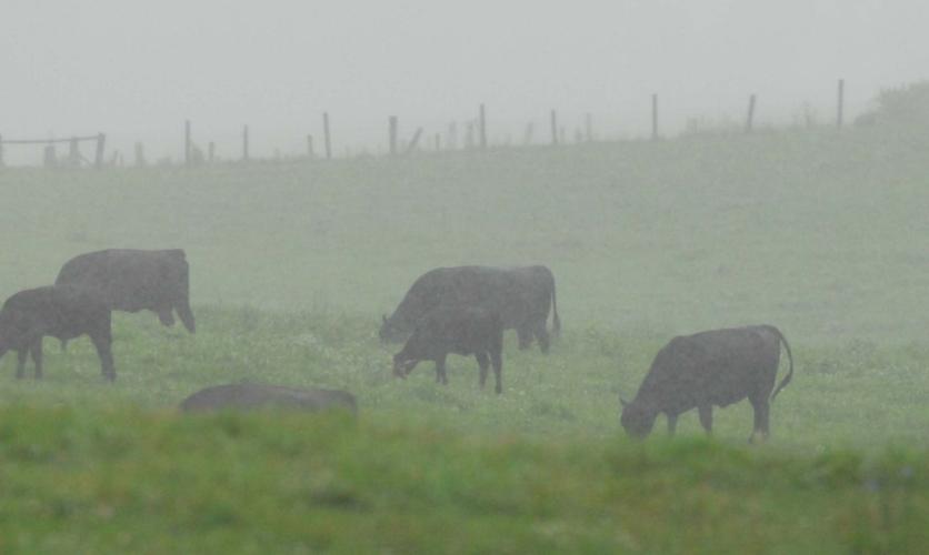 Kentucky rain keeps pouring down | Local News | thenewsenterprise.com