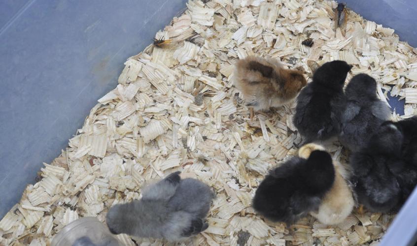 Chicken lovers flock to swap | Local News | thenewsenterprise.com