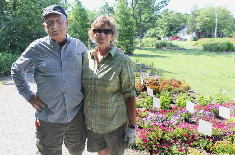 Bedding plant trial being conducted at arboretum | Local News ...