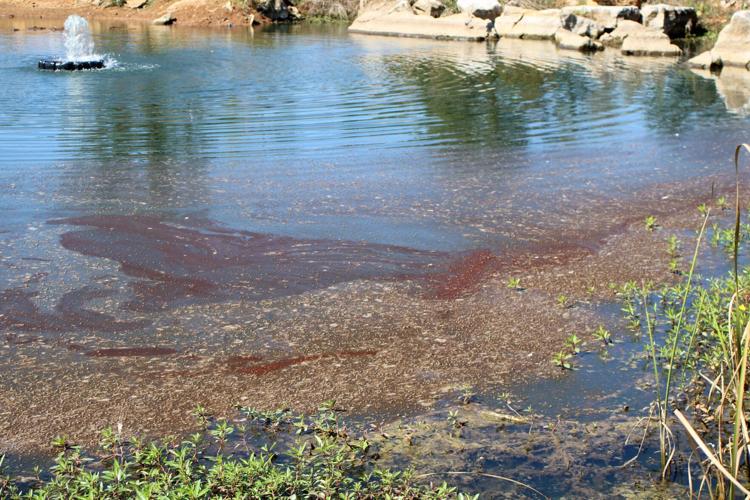 E. coli reported in Upton spring by WKU lab | Local News ...