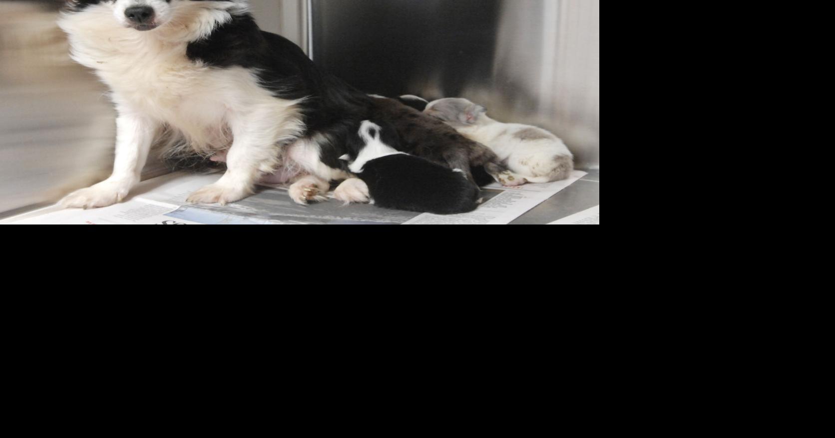 Cruelty counts added in 'puppy mill' case | Local News ...