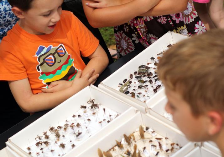 Insect invasion | Local News | thenewsenterprise.com