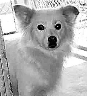 March 8 Pets of the Week | News | thenewsenterprise.com